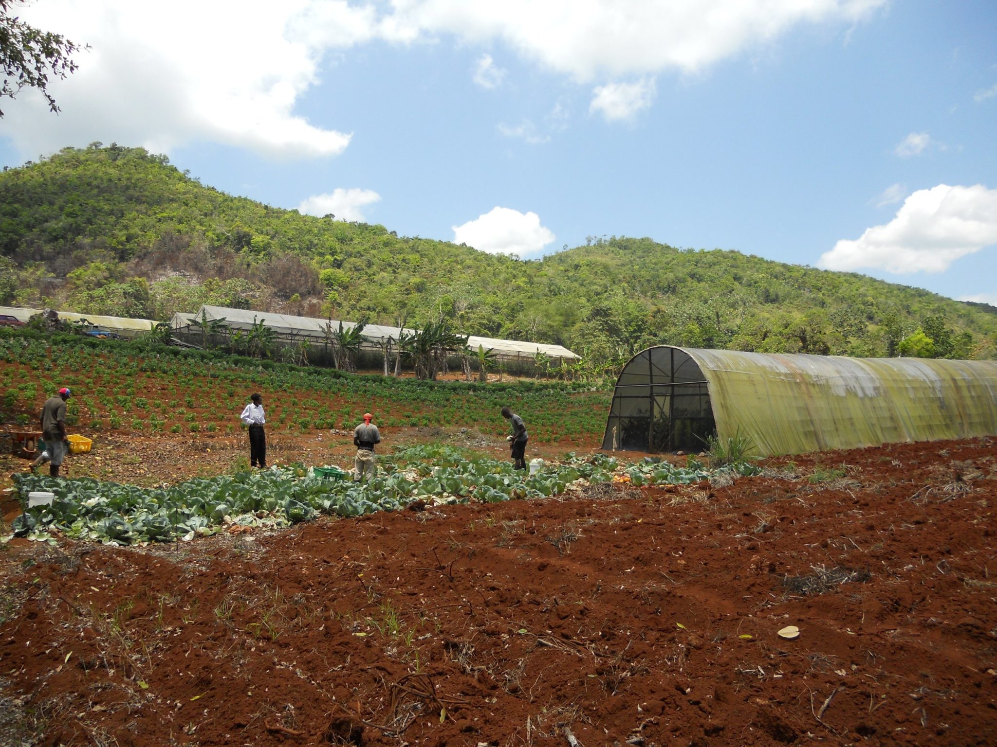 Caribbean Investigative Journalism Network - Producing Groundbreaking ...