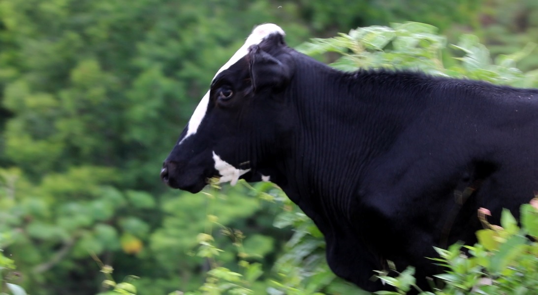 Narco Links Suspected as Cattle Ranching Threatens Belize Rainforests ...