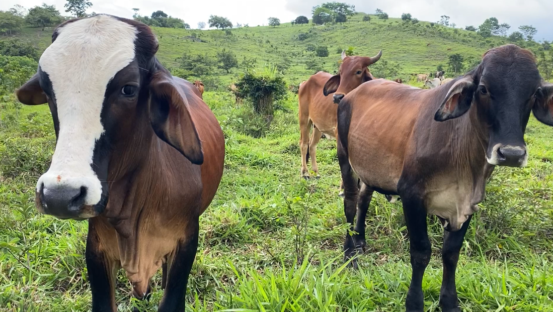 Narco Links Suspected as Cattle Ranching Threatens Belize Rainforests ...