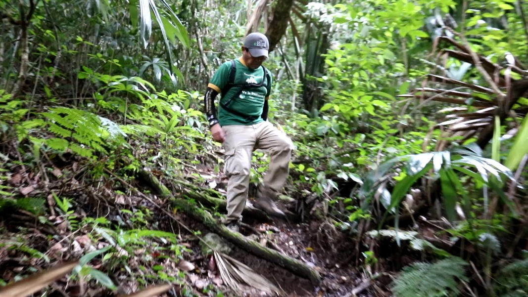 Narco Links Suspected as Cattle Ranching Threatens Belize Rainforests ...