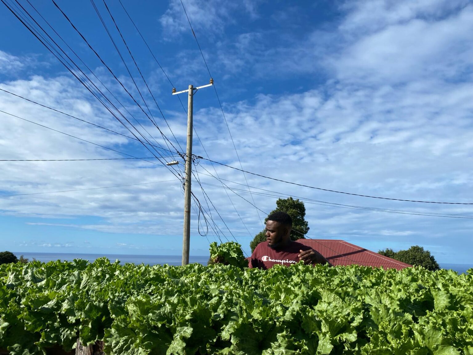Dominica Confronts Food Challenges Post Maria - Caribbean Investigative ...